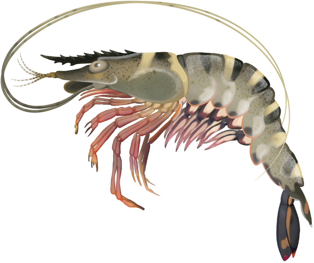 Black Tiger Prawn - Penaeus monodon | Marinewise