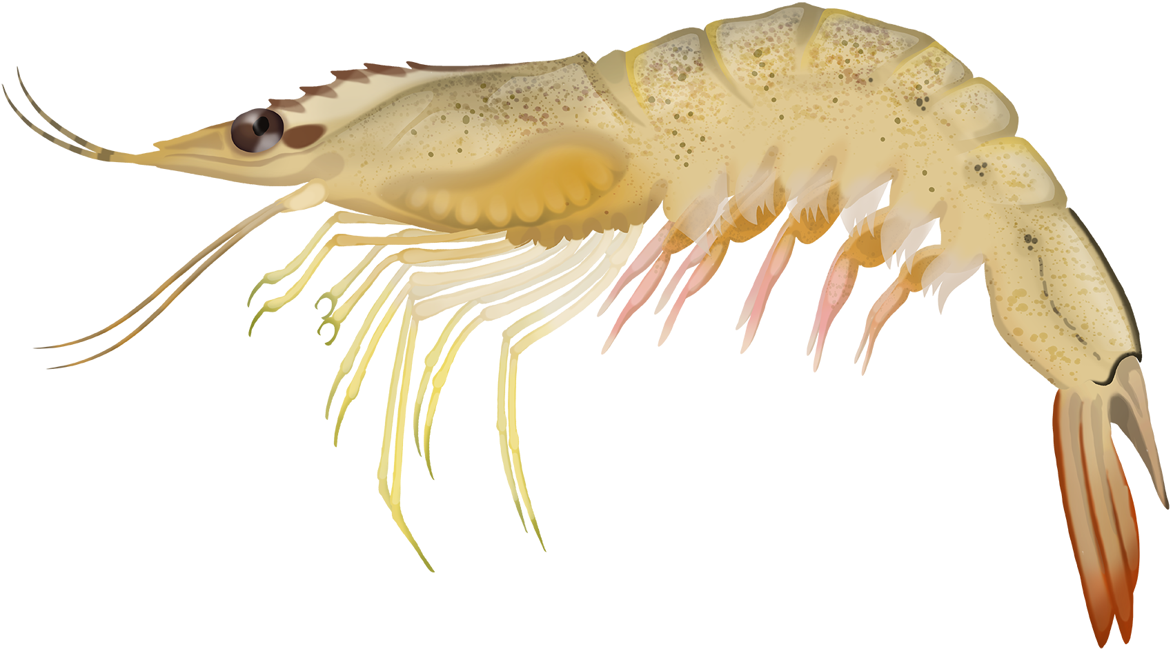 Banana Prawn - Fenneropenaeus merguiensis | Marinewise