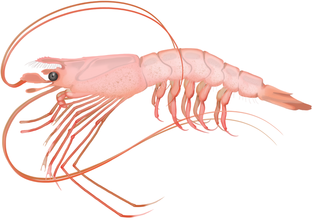 Royal Red Prawn - Haliporoides sibogae | Marinewise