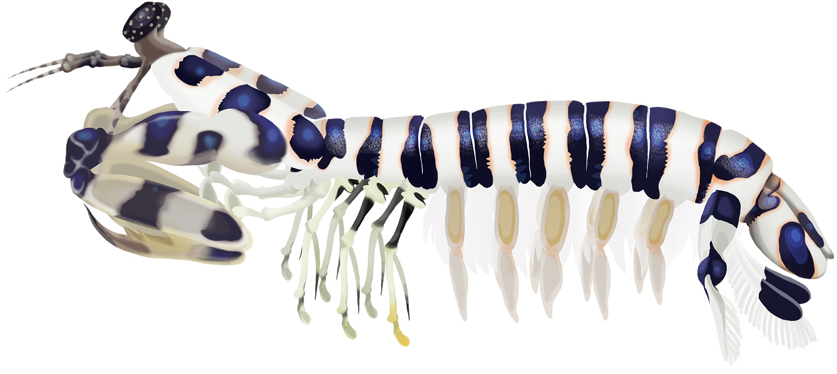 Zebra Mantis Shrimp - Lysiosquillina maculata | Marinewise