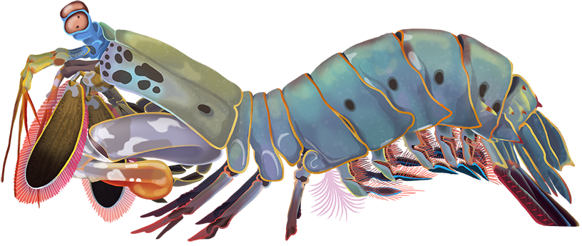 Painted Mantis Shrimp - Odontodactylus scyllarus | Marinewise