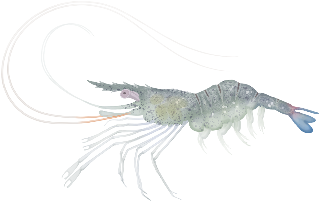 Glass Shrimp - Palaemonetes australis | Marinewise