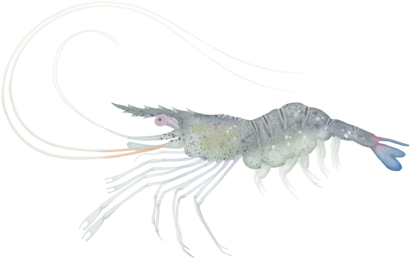 Glass Shrimp - Palaemonetes australis | Marinewise