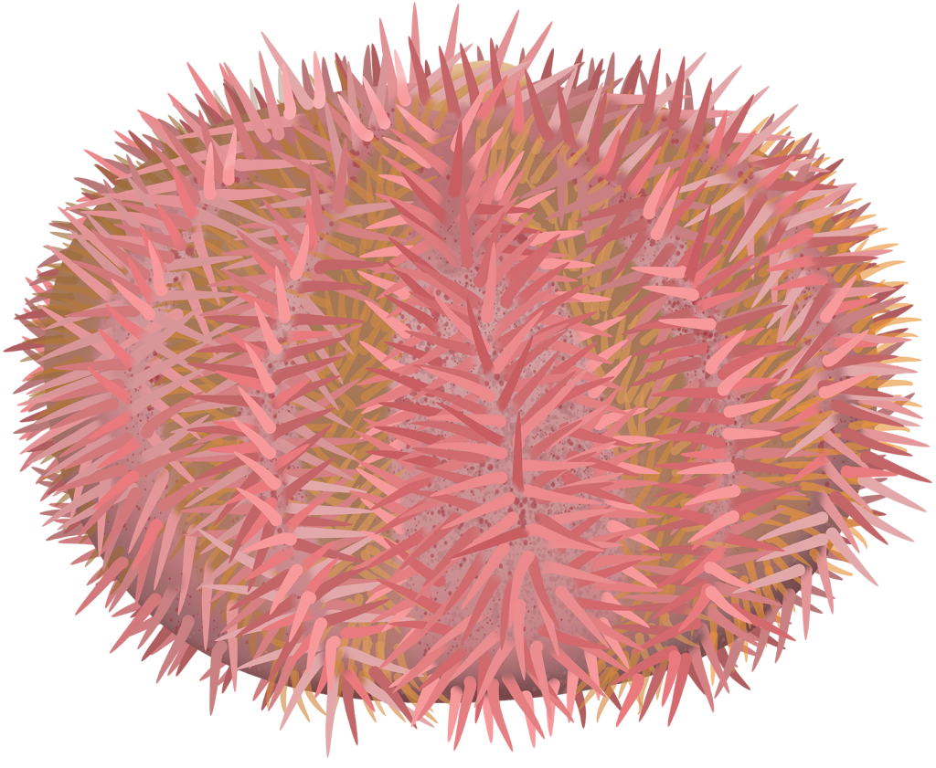 Pink Sea Urchin - Holopneustes pycnotilus | Marinewise