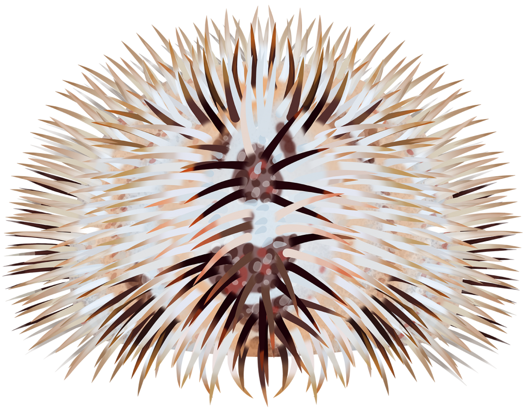 Indian Sea Urchin - Pseudoboletia indiana | Marinewise