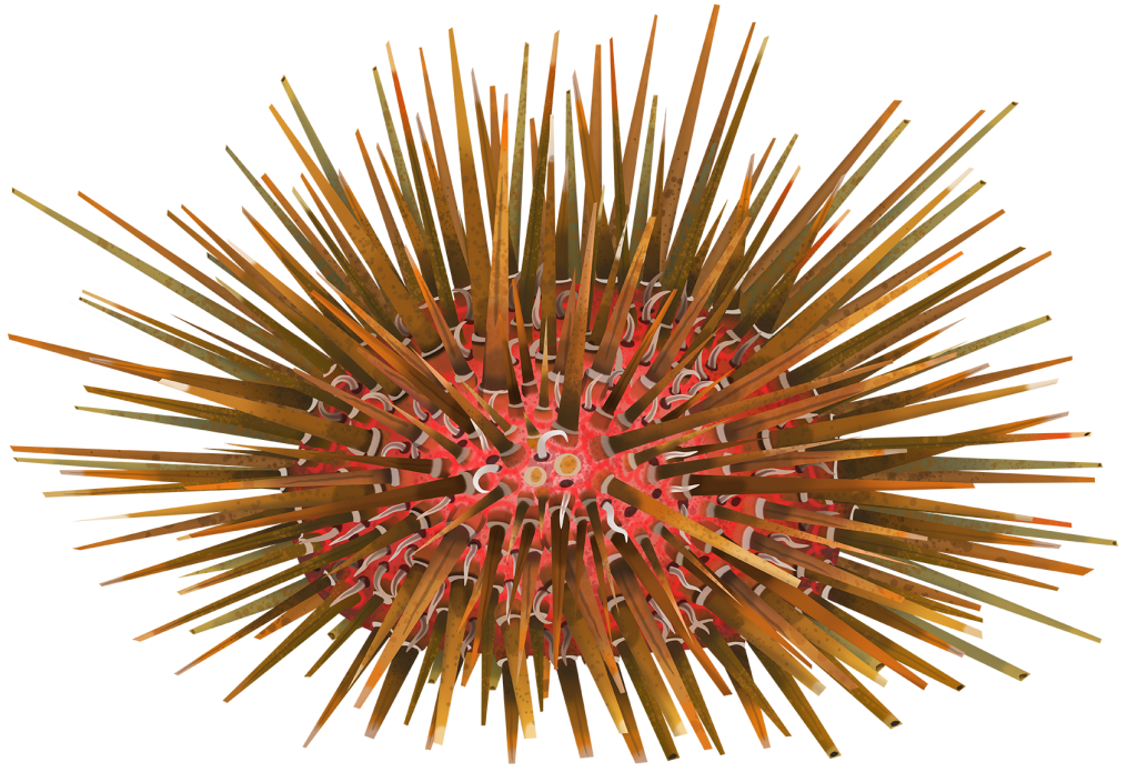 Tuberculate Urchin - Heliocidaris tuberculata | Marinewise