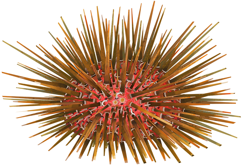 Tuberculate Urchin - Heliocidaris tuberculata | Marinewise