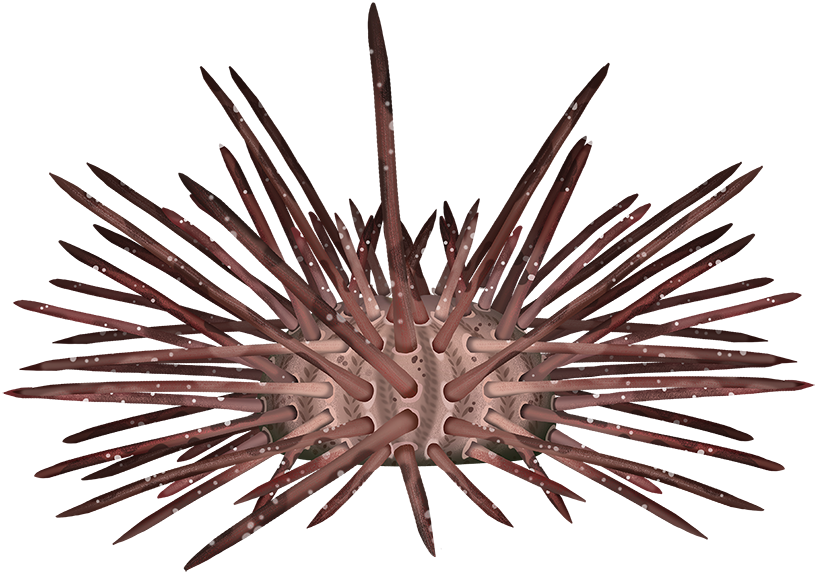 Long-spine Urchin - Centrostephanus rodgersii | Marinewise