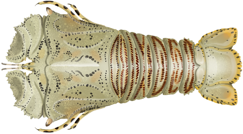 Moreton Bay Bug - Thenus orientalis | Marinewise