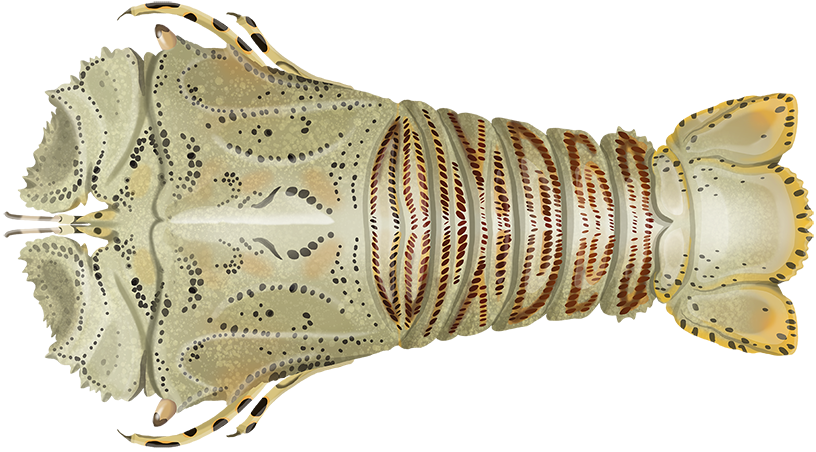 Moreton Bay Bug - Thenus orientalis | Marinewise