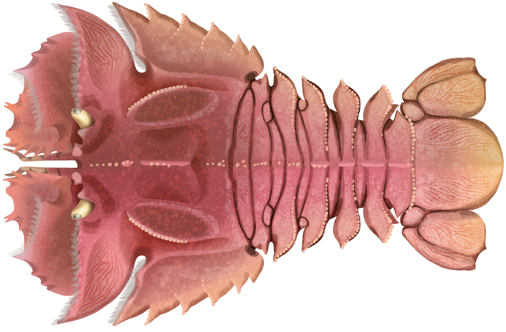 Balmain Bug - Ibacus peronii | Marinewise