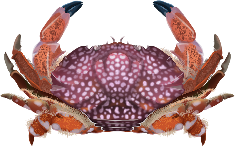 Red & White-Spotted Reef Crab - Lophozozymus erinnyes | Marinewise