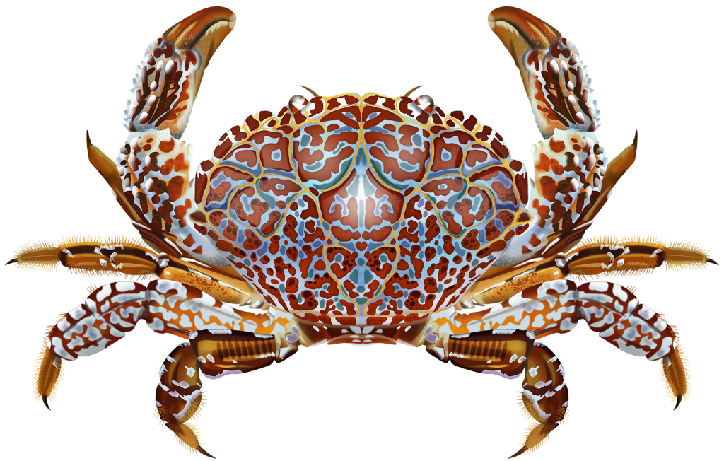 Toxic Reef Crab - Zosimus aeneus | Marinewise