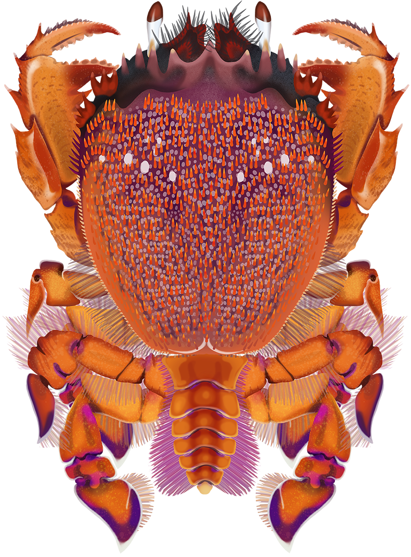 Spanner Crab - Ranina ranina | Marinewise