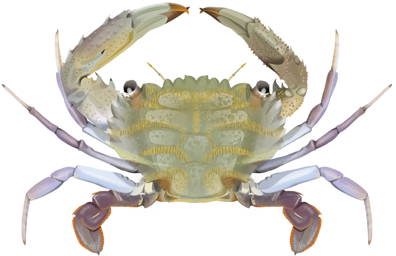 Mangrove Swimming Crab - Thalamita crenata | Marinewise