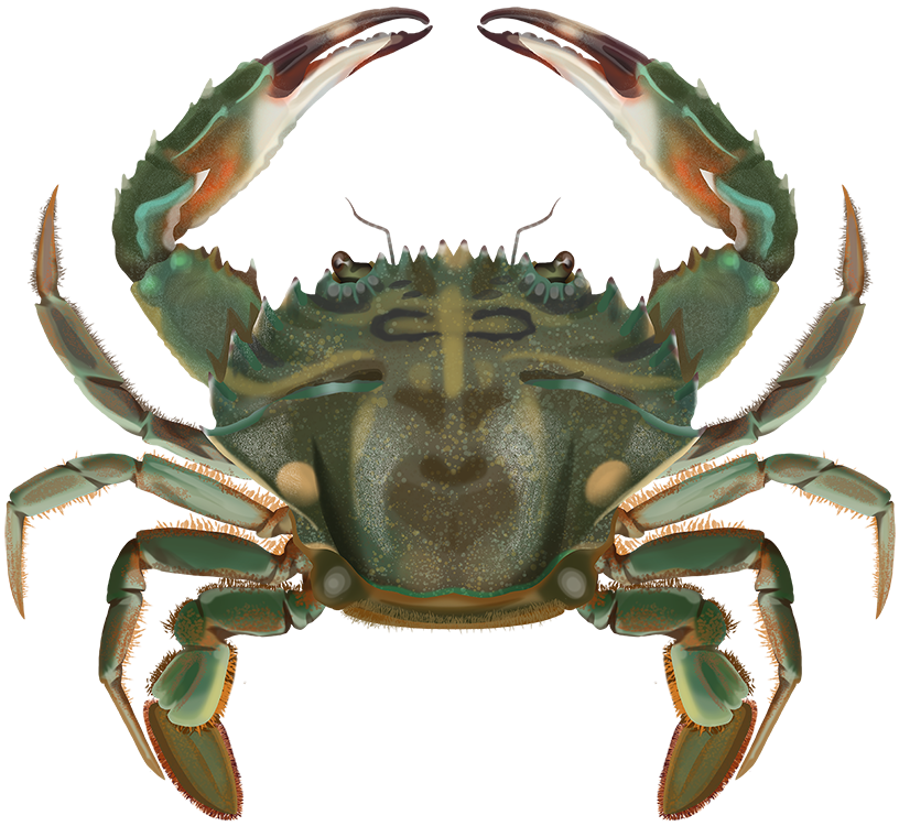 Asian Paddle Crab - Charybdis japonica | Marinewise