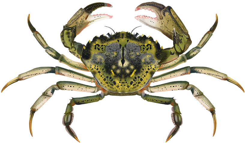 European Green Shore Crab - Carcinus maenas | Marinewise