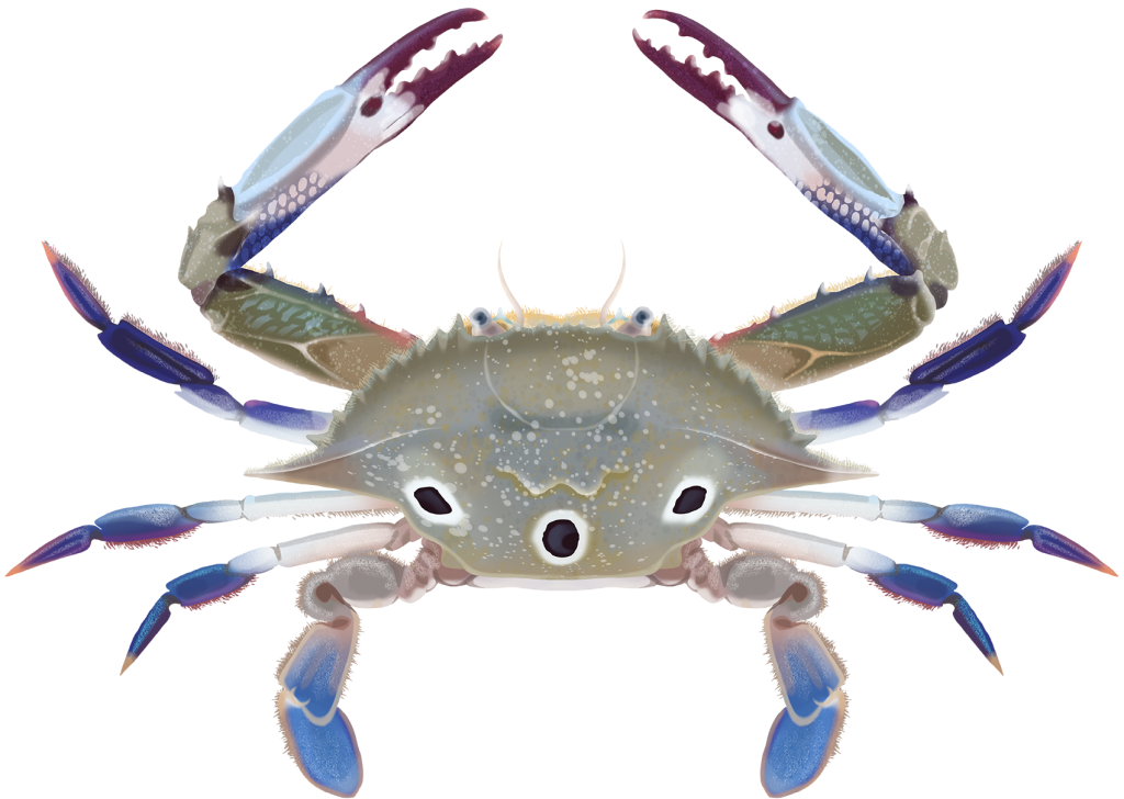 Three-spotted Swimmer Crab - Portunus sanguinolentus | Marinewise