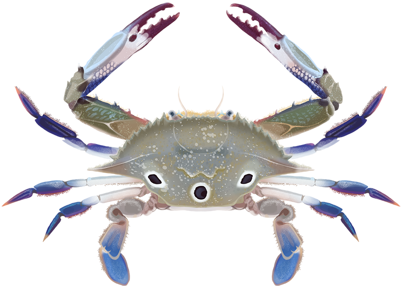 Three-spotted Swimmer Crab - Portunus sanguinolentus | Marinewise