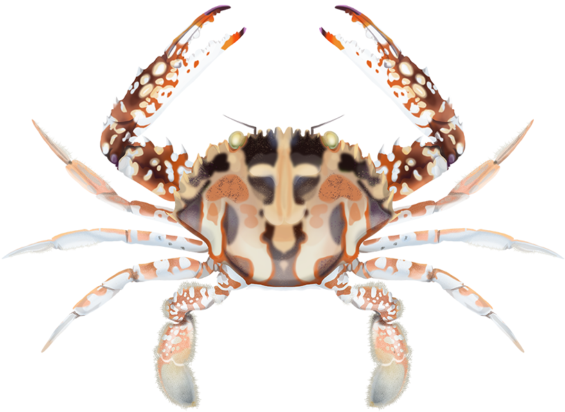 Crucifix Crab - Charybdis feriata | Marinewise