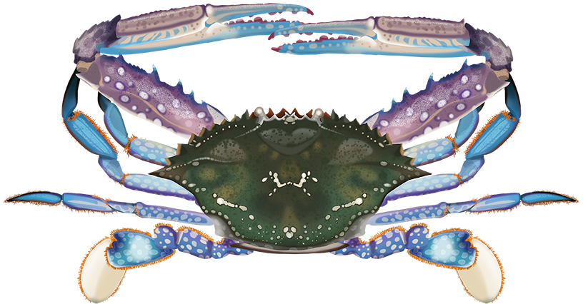 Blue Swimmer Crab - Portunus pelagicus | Marinewise