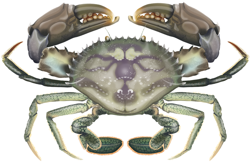 Green Mud Crab - Scylla serrata | Marinewise