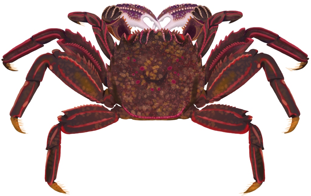 Red Bait Crab - Plagusia chabrus | Marinewise