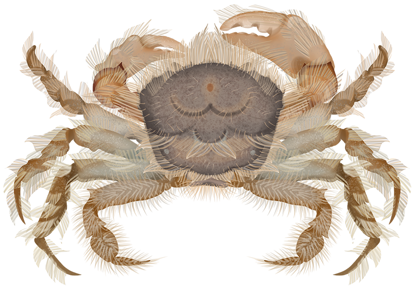 Bearded Crab - Heteropilumnus fimbriatus | Marinewise