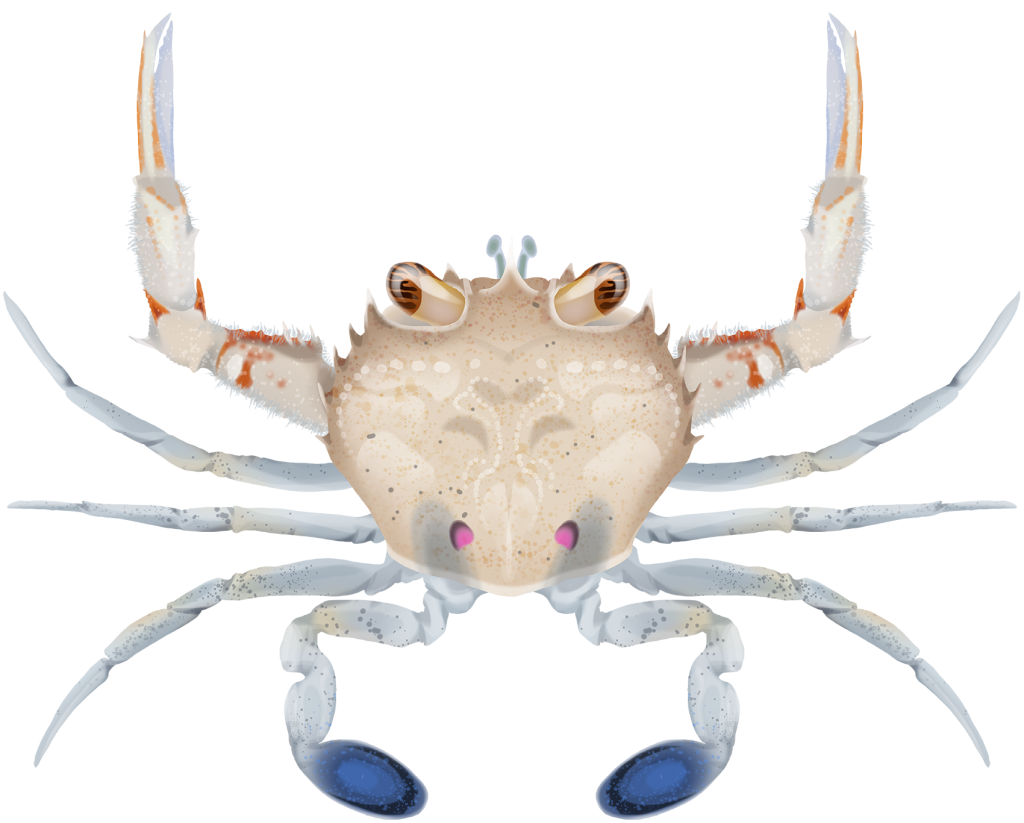 Common Sand Crab - Ovalipes australiensis | Marinewise