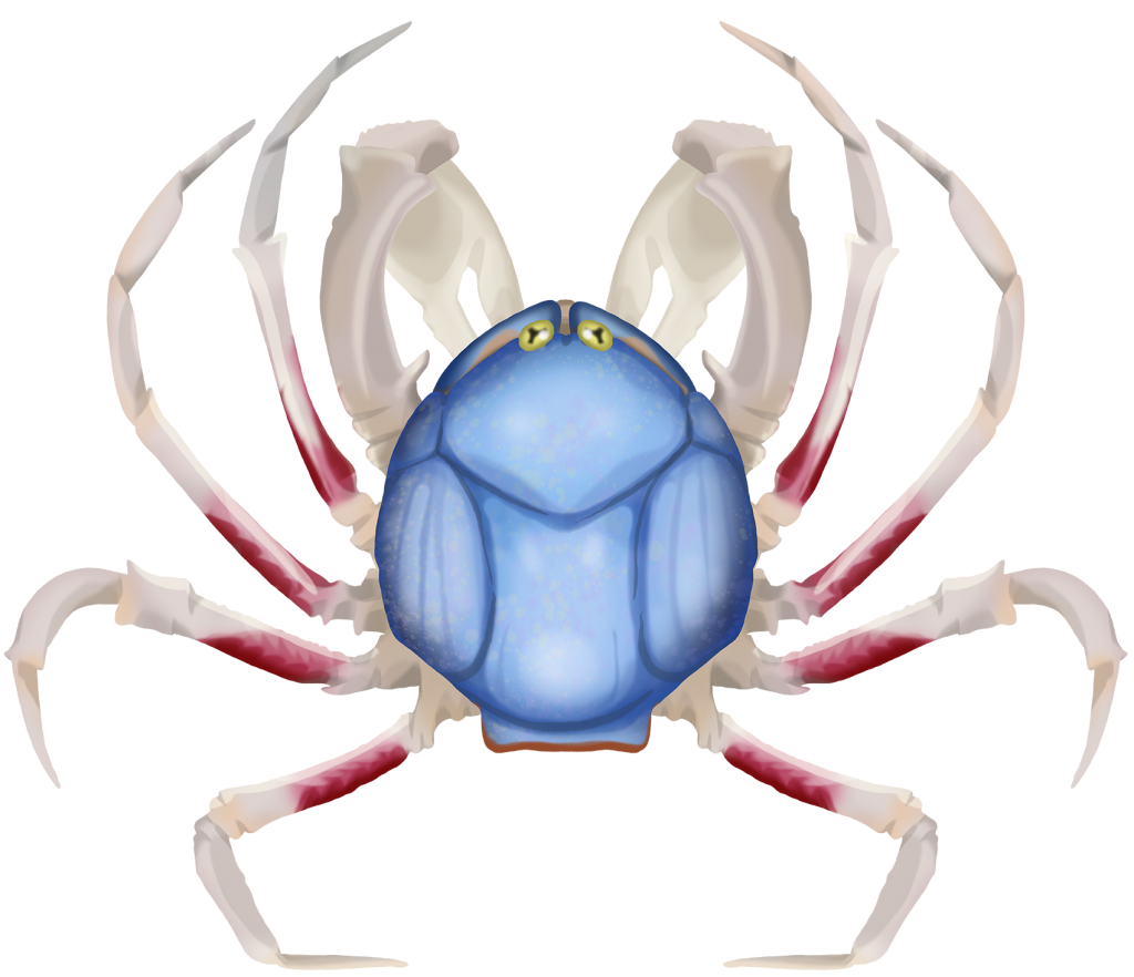 Soldier Crab - Mictyris longicarpus | Marinewise