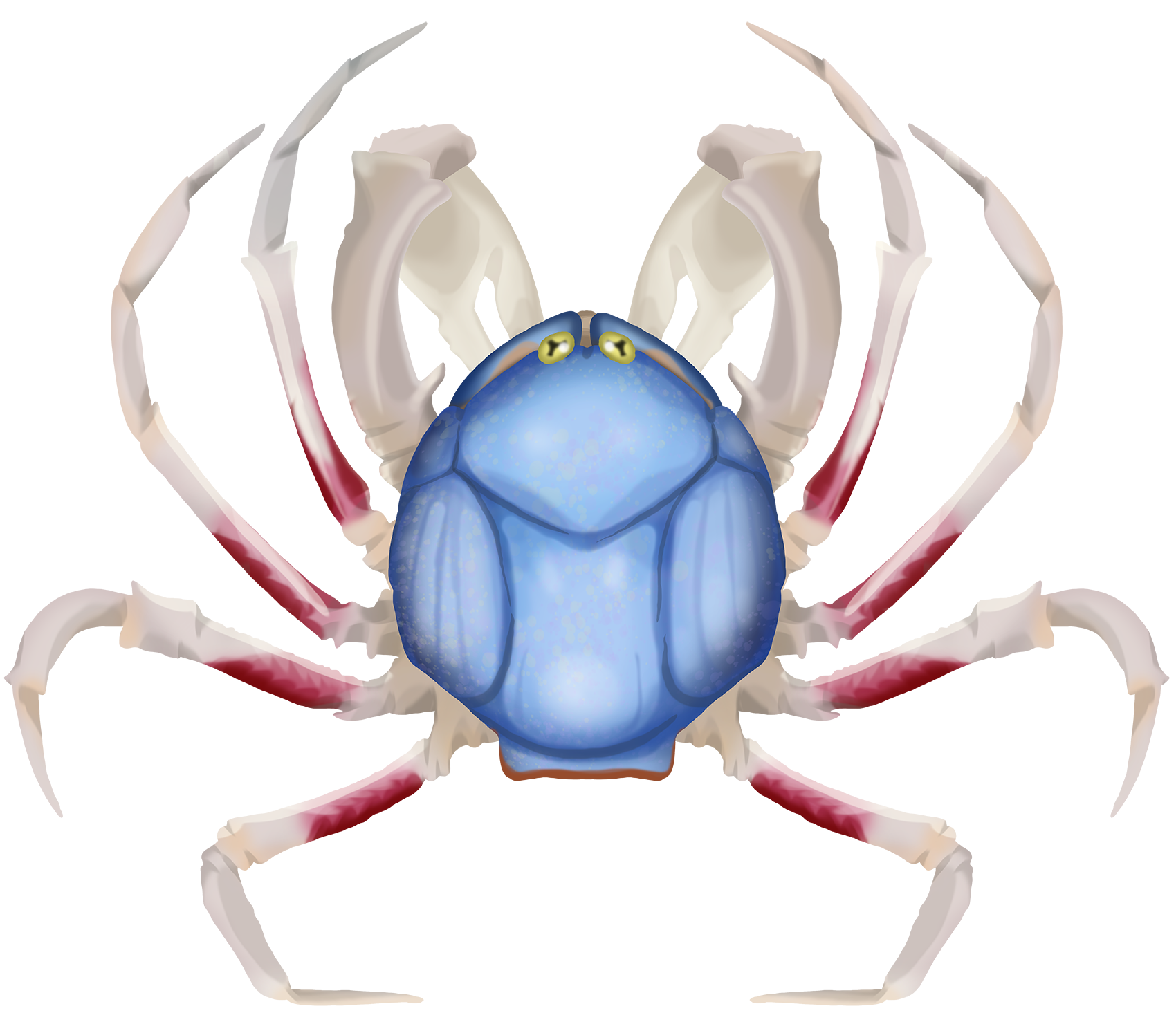 Soldier Crab - Mictyris longicarpus | Marinewise