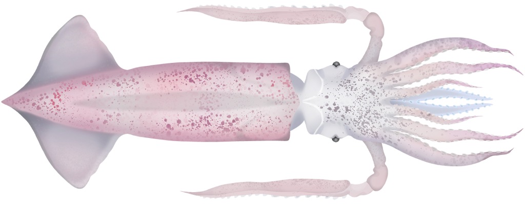 How to catch squid - Marinewise