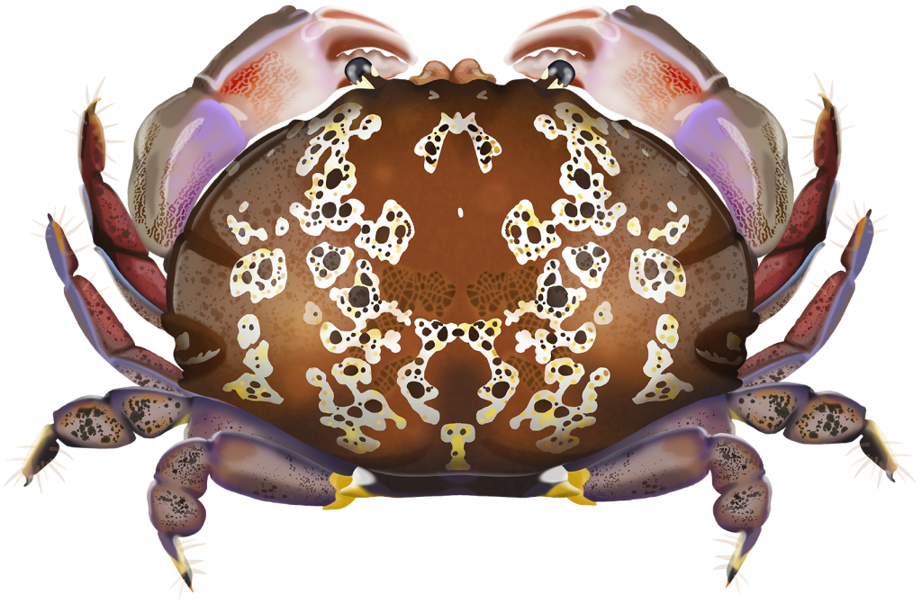 Shawl Crab - Atergatis floridus | Marinewise