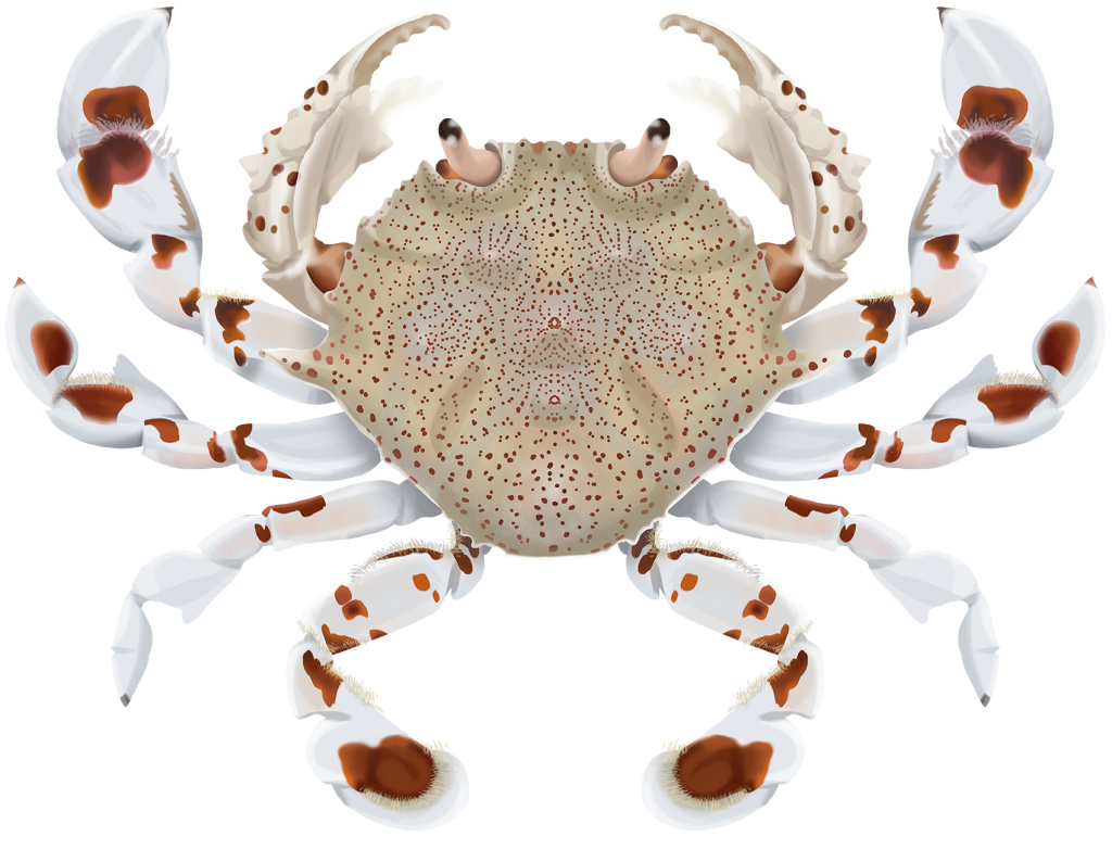 Speckled Sand Crab - Ashtoret lunaris | Marinewise