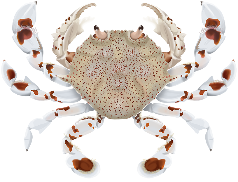 Speckled Sand Crab - Ashtoret lunaris | Marinewise