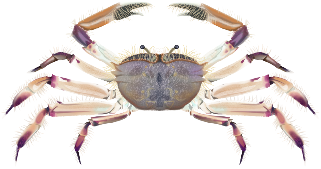Giant Sentinel Crab - Venitus latreillei | Marinewise
