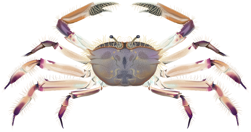 Giant Sentinel Crab - Venitus latreillei | Marinewise