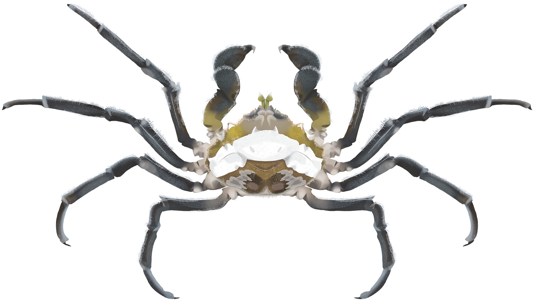 Three-pronged Sea Spider - Halicarcinus ovatus | Marinewise