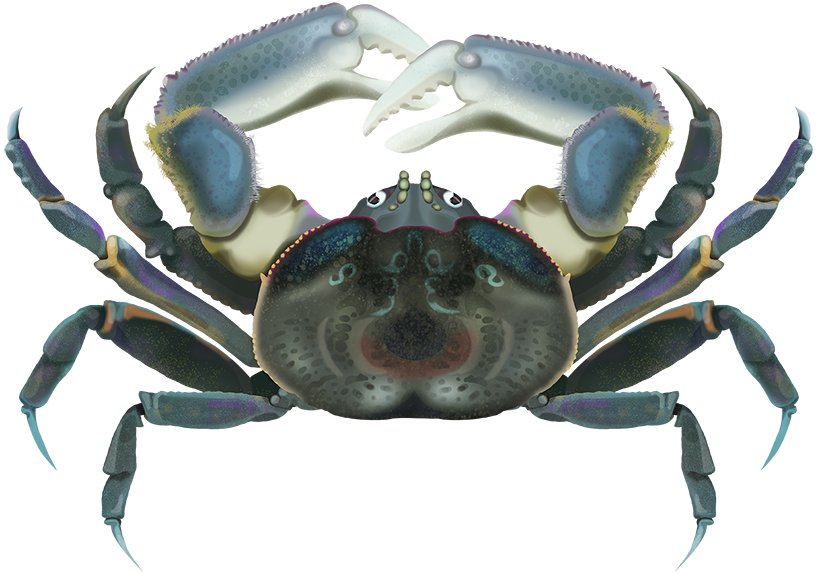 Semaphore Crab - Heloecius cordiformis | Marinewise