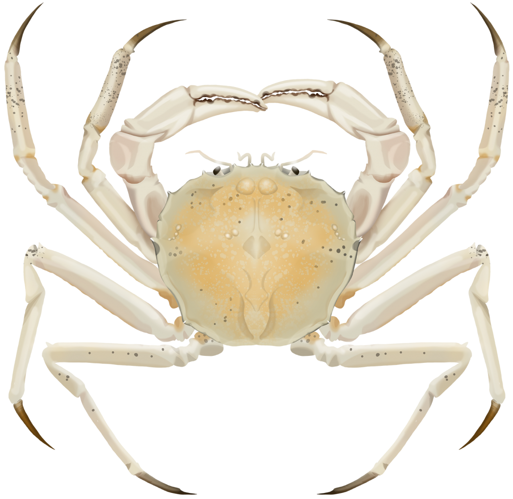 Eastern Crystal Crab - Chaceon bicolor | Marinewise