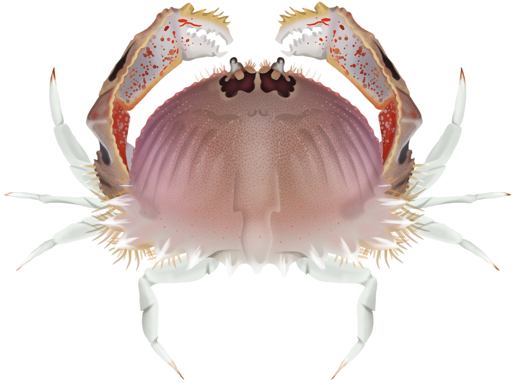 Red-spotted Box Crab - Calappa philargius | Marinewise