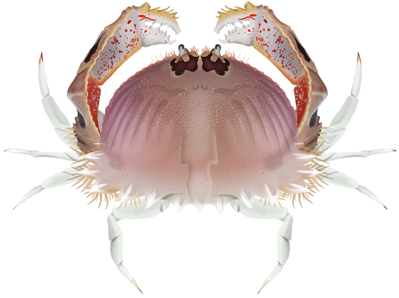 Red-spotted Box Crab - Calappa philargius | Marinewise