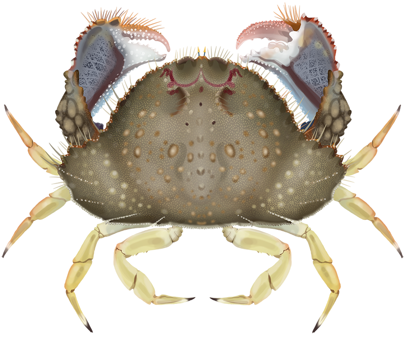 Common Box Crab - Calappa hepatica | Marinewise