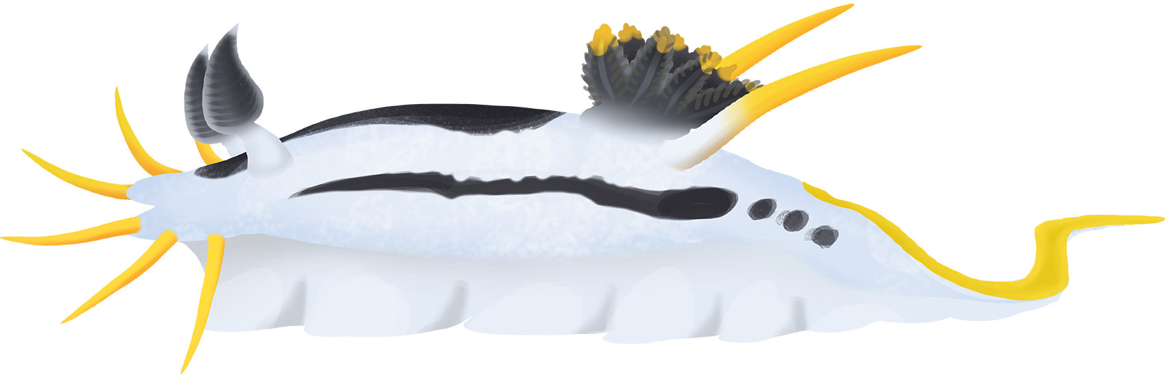 Crowned Nudibranch - Polycera capensis | Marinewise