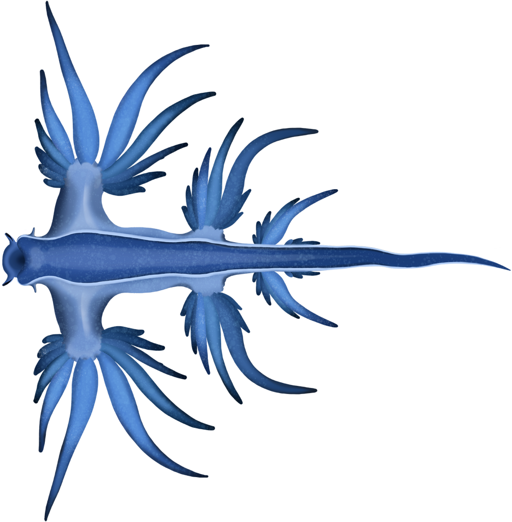 Blue Sea Dragon - Glaucus atlanticus | Marinewise