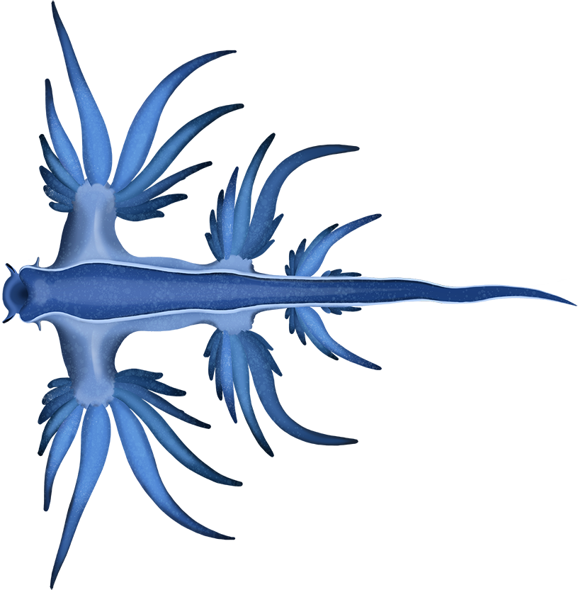 Blue Sea Dragon - Glaucus atlanticus | Marinewise