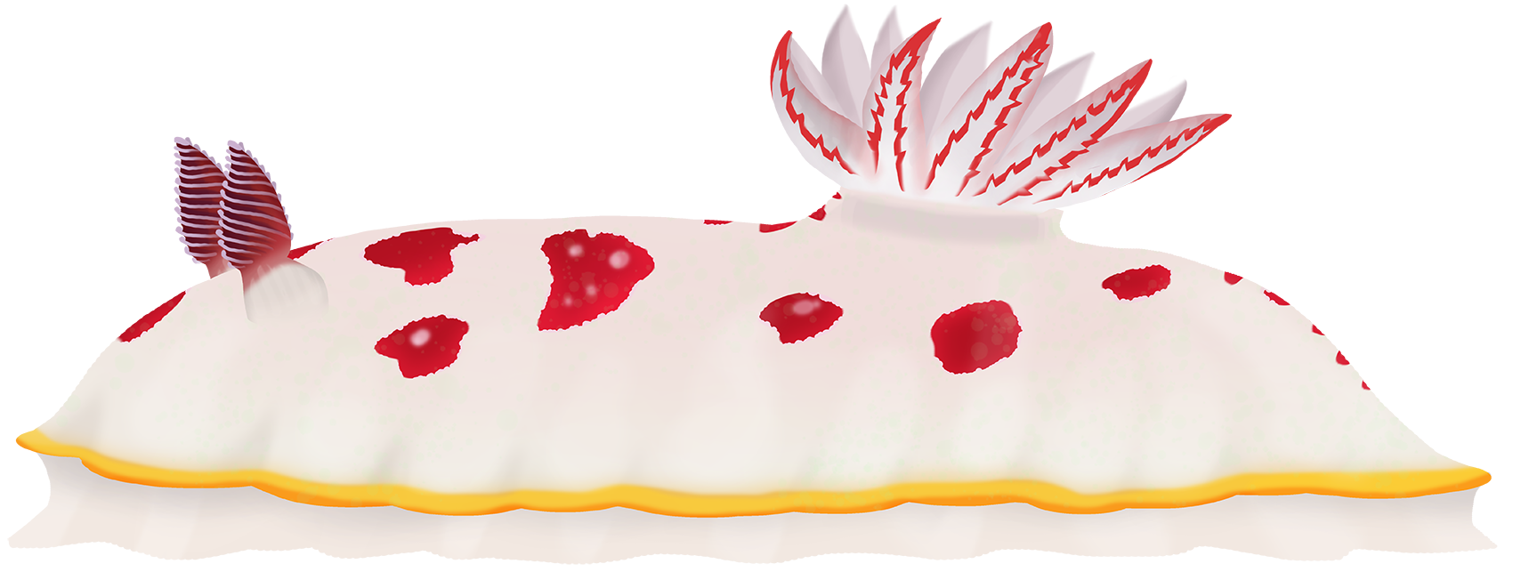 Splendid Chromodoris - Chromodoris splendida | Marinewise