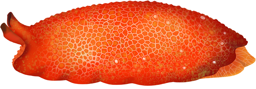 Perons Pleurobranch - Pleurobranchus peronii | Marinewise