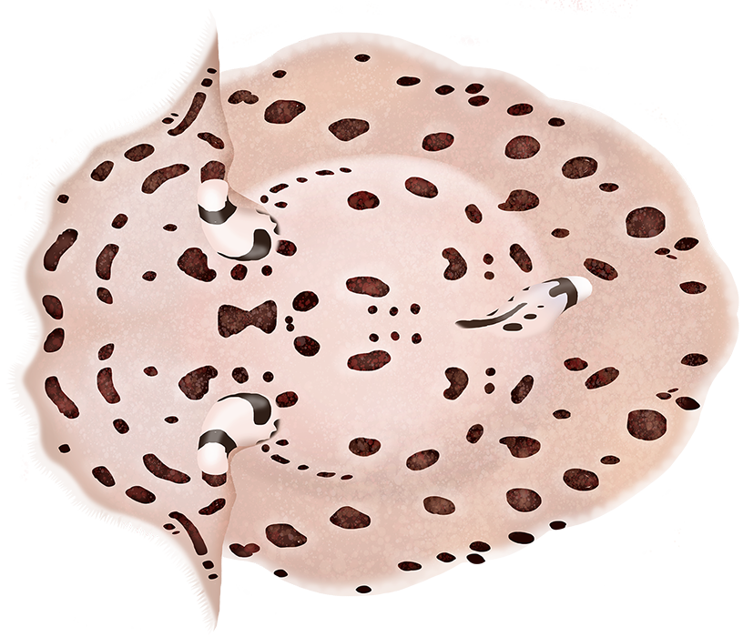 Moon Headed Sidegill Slug - Euselenops luniceps | Marinewise