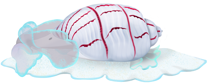 Red-lined Bubble Snail - Bullina lineata | Marinewise